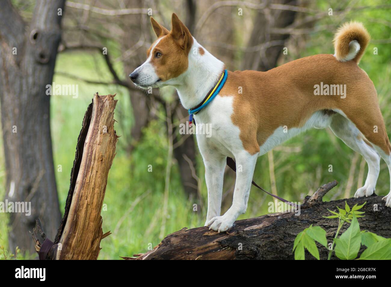 Brave mature Basenji dog looking forward while standing on a tree ...