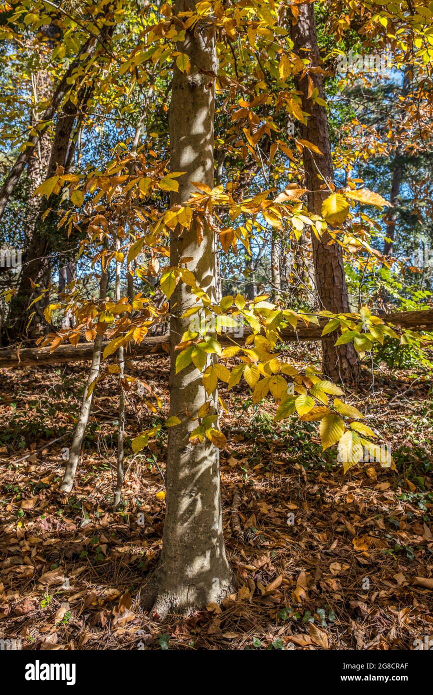 Walking on a trail looking uphill at a bright yellow turning orange ...