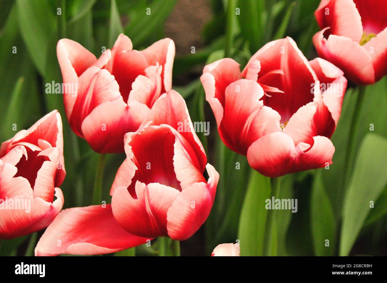 Top Ten Best Spring Flowers at Alannah Bladen blog