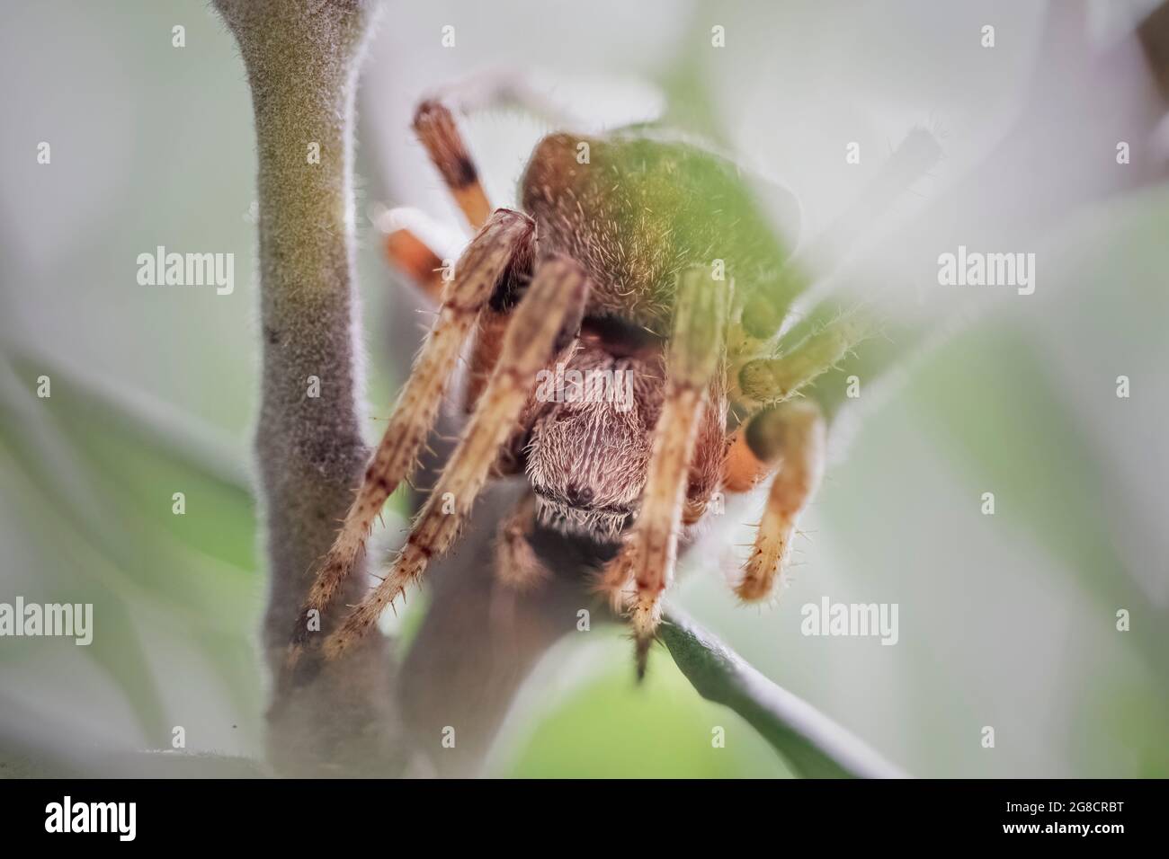 Portuguese spider hi-res stock photography and images - Alamy