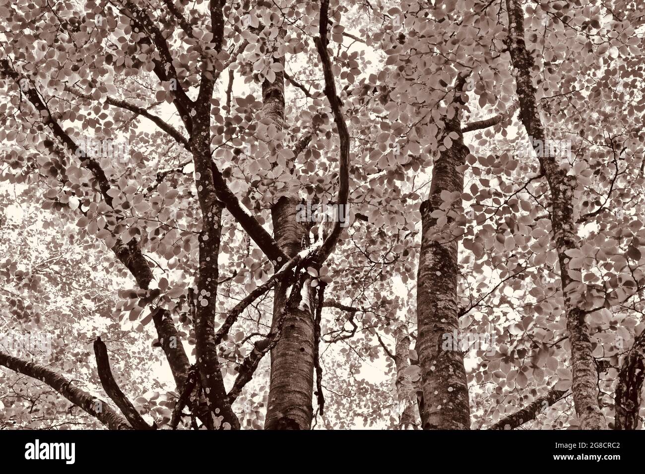 Trunks and branches with beech leaves Stock Photo - Alamy