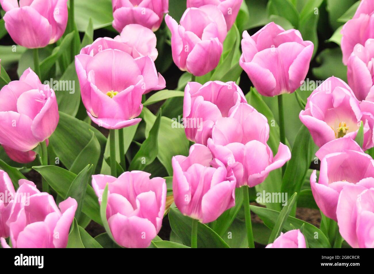 Top Ten Best Spring Flowers at Alannah Bladen blog