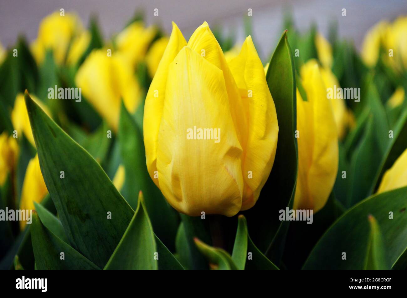 The Best Spring Flowers Stock Photo - Alamy
