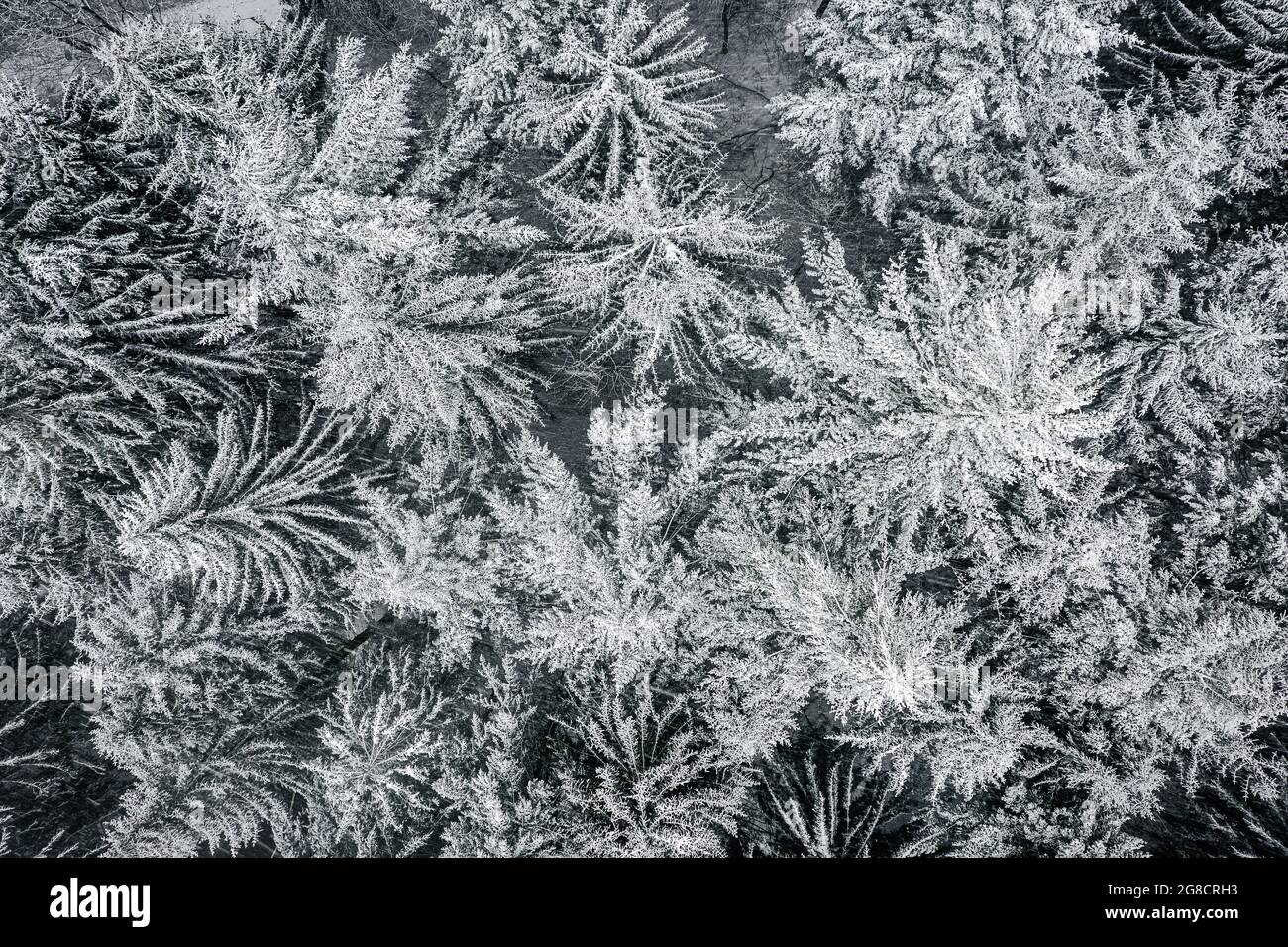 Kekesteto, Hungary - Top down view of snowy pine trees from above ...