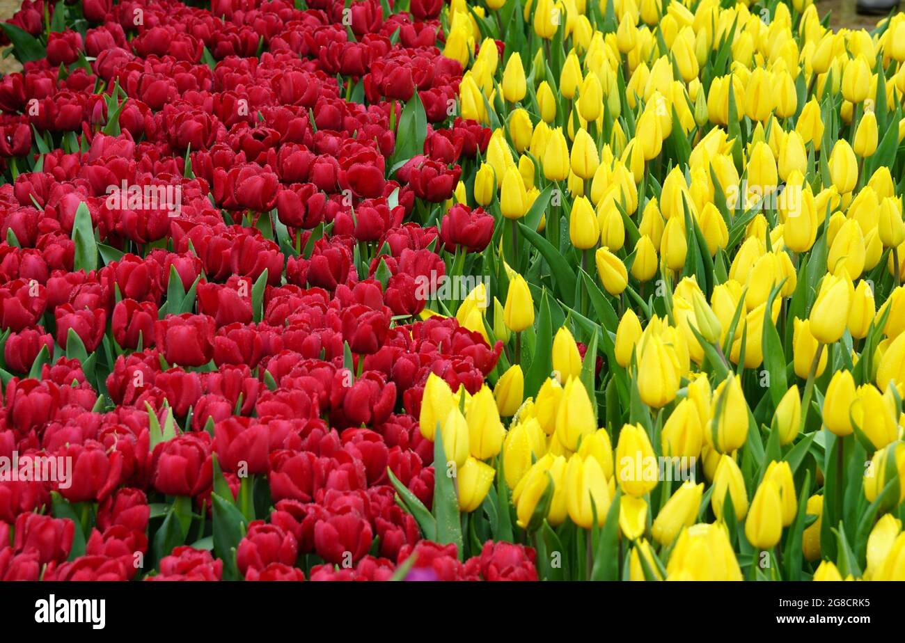 The Best Spring Flowers Stock Photo - Alamy