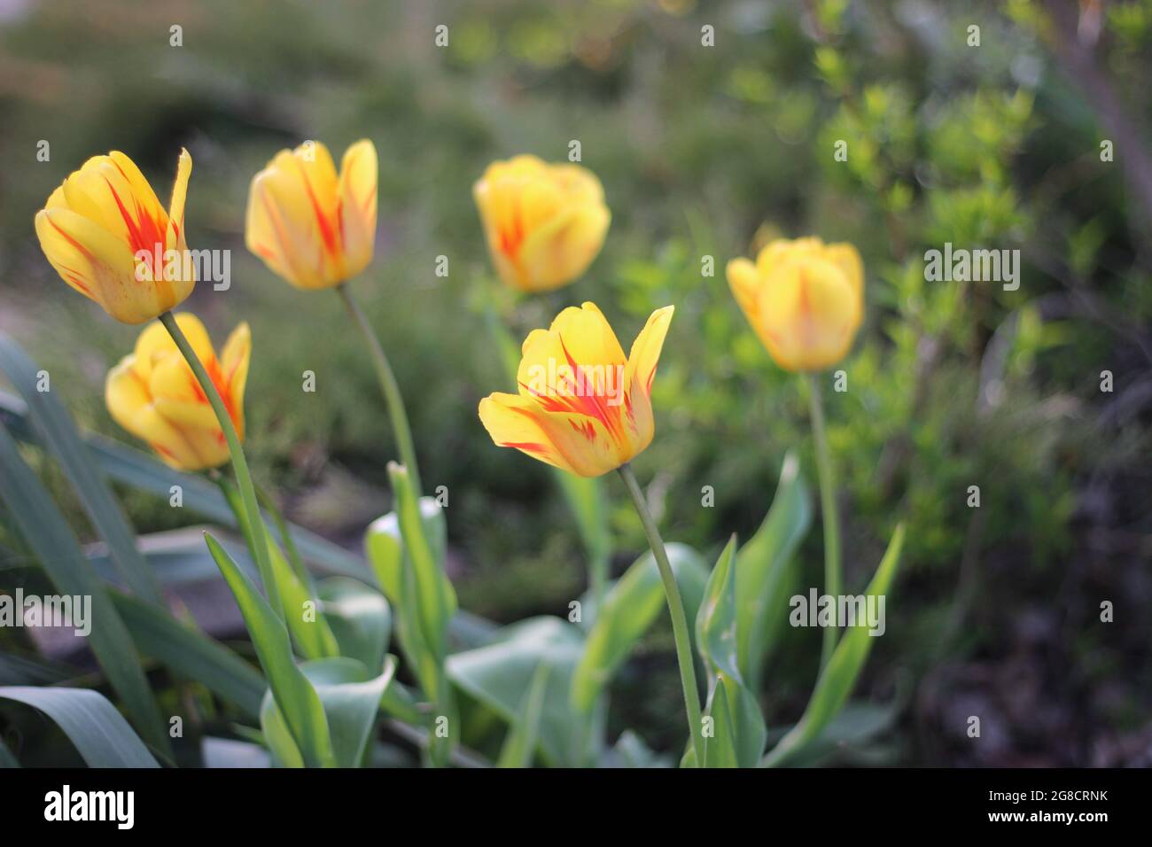 The Best Spring Flowers Stock Photo - Alamy
