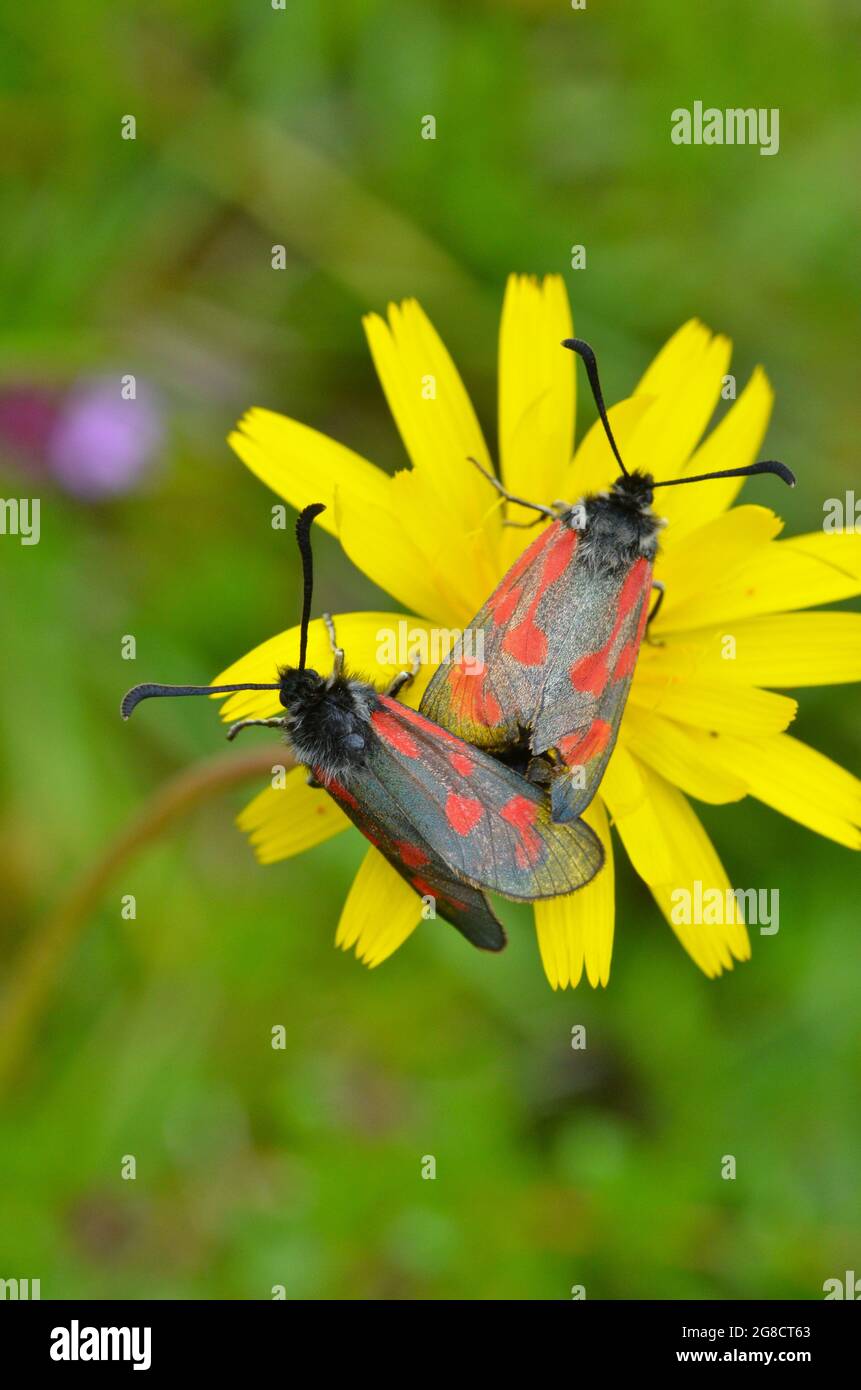 A mating pair of slender scotch burnet moths in one of their only ...