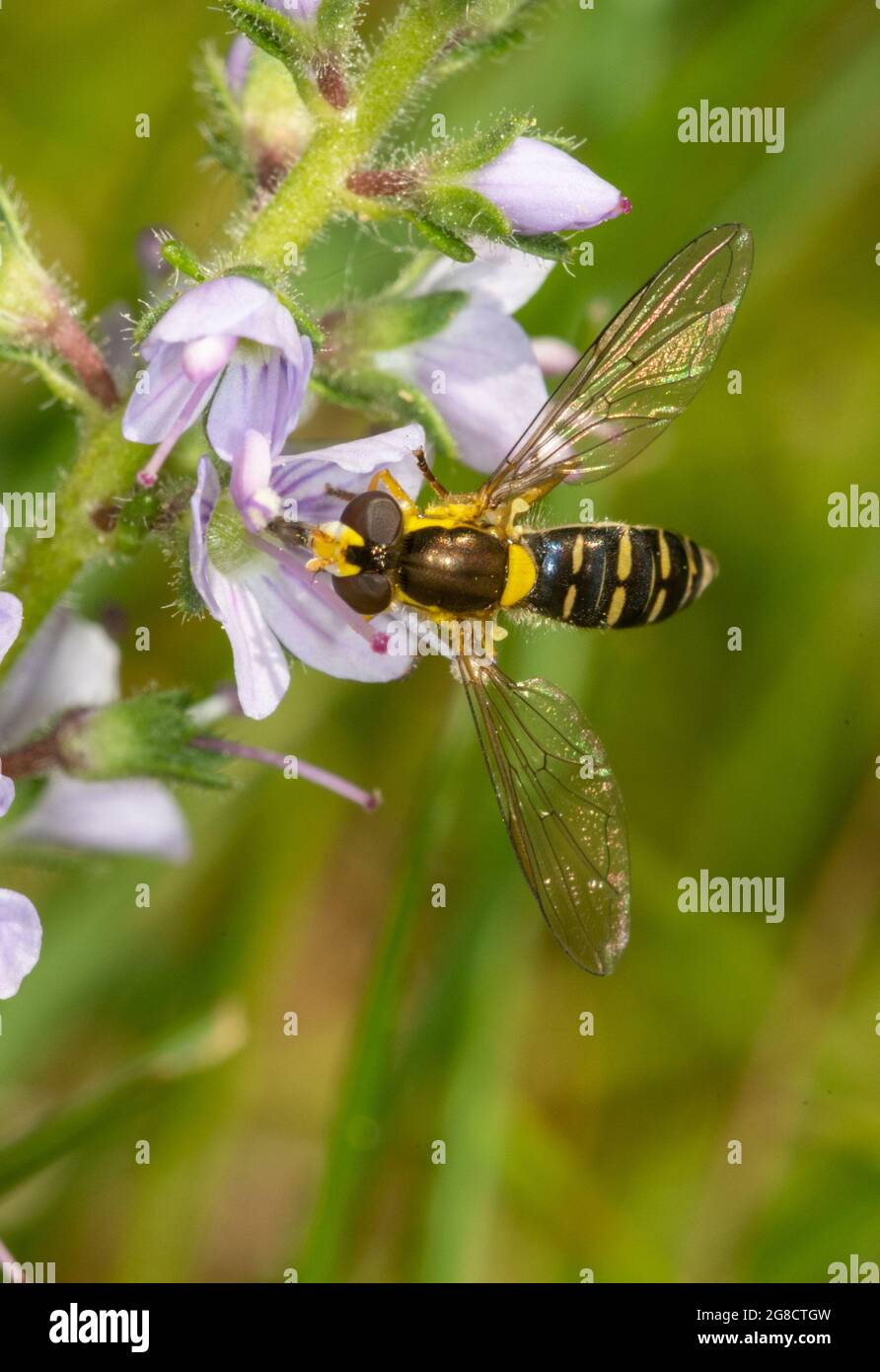 Scottish Hoverflies High Resolution Stock Photography and Images - Alamy