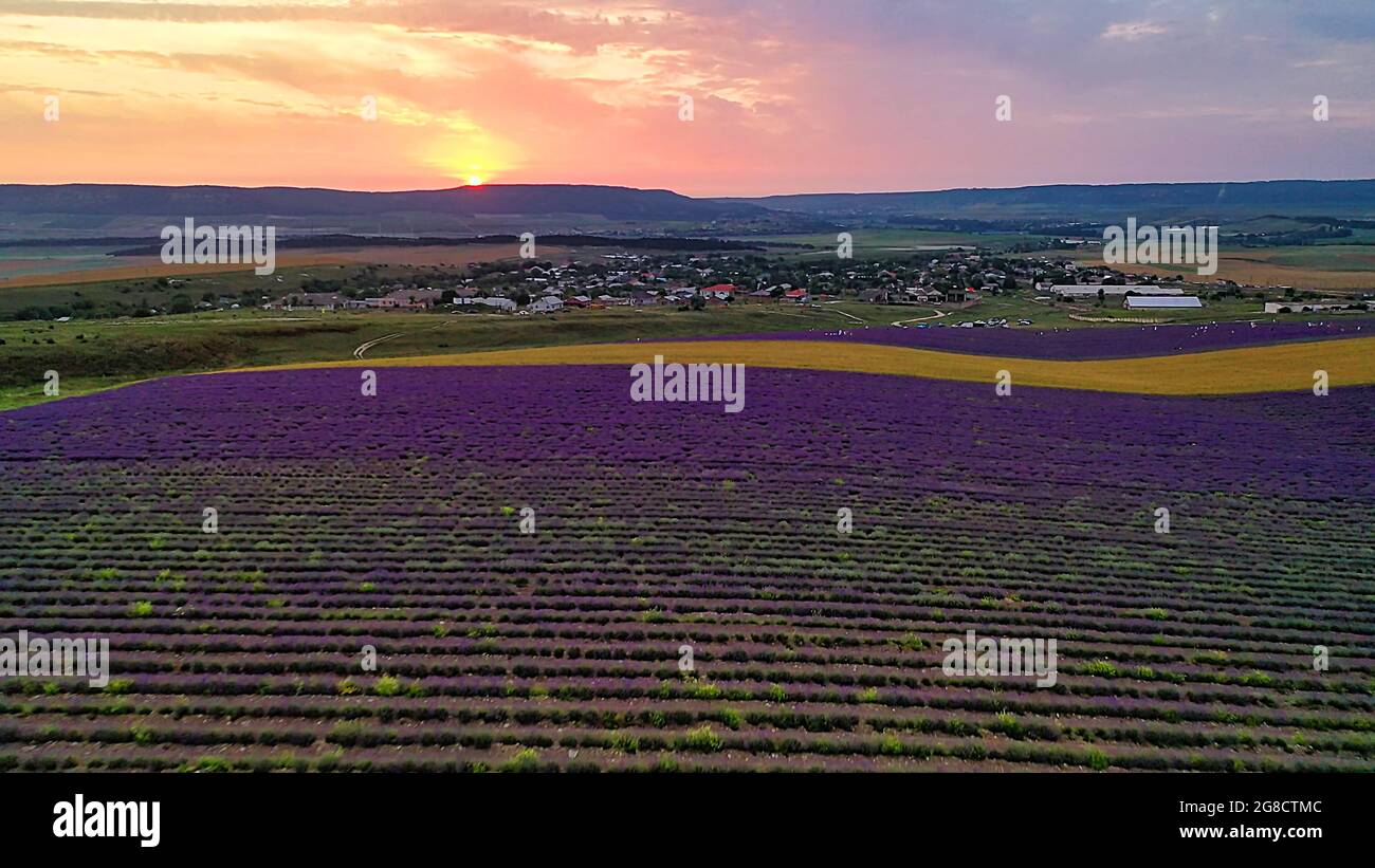 Aerial view of the lavender field in the rays of a beautiful sunset ...