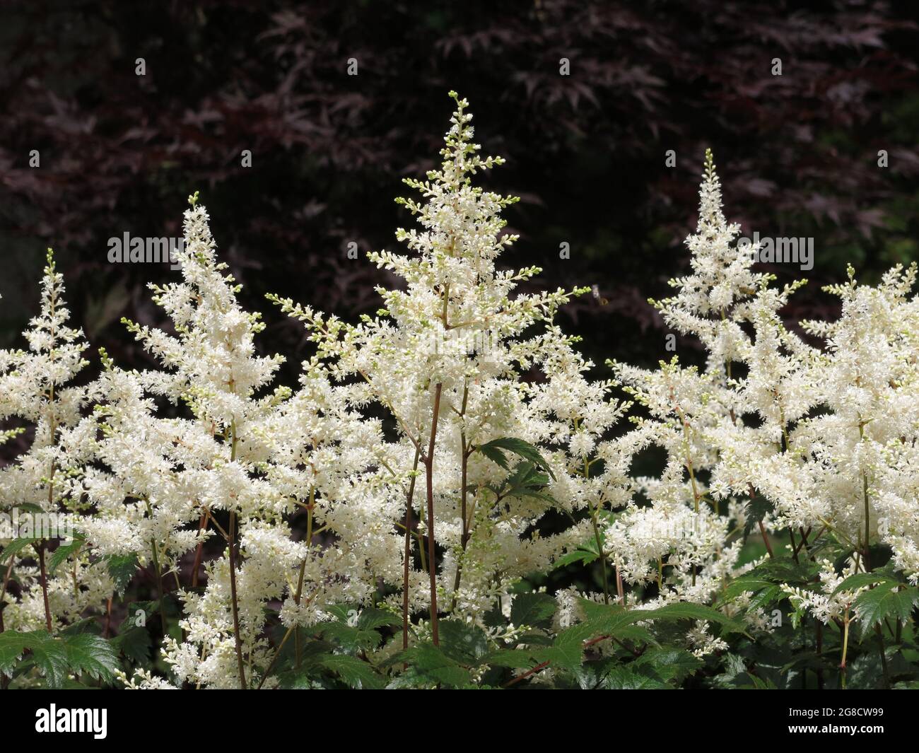 The white, feathery plumes of astilbe (false goat's beard) are a ...