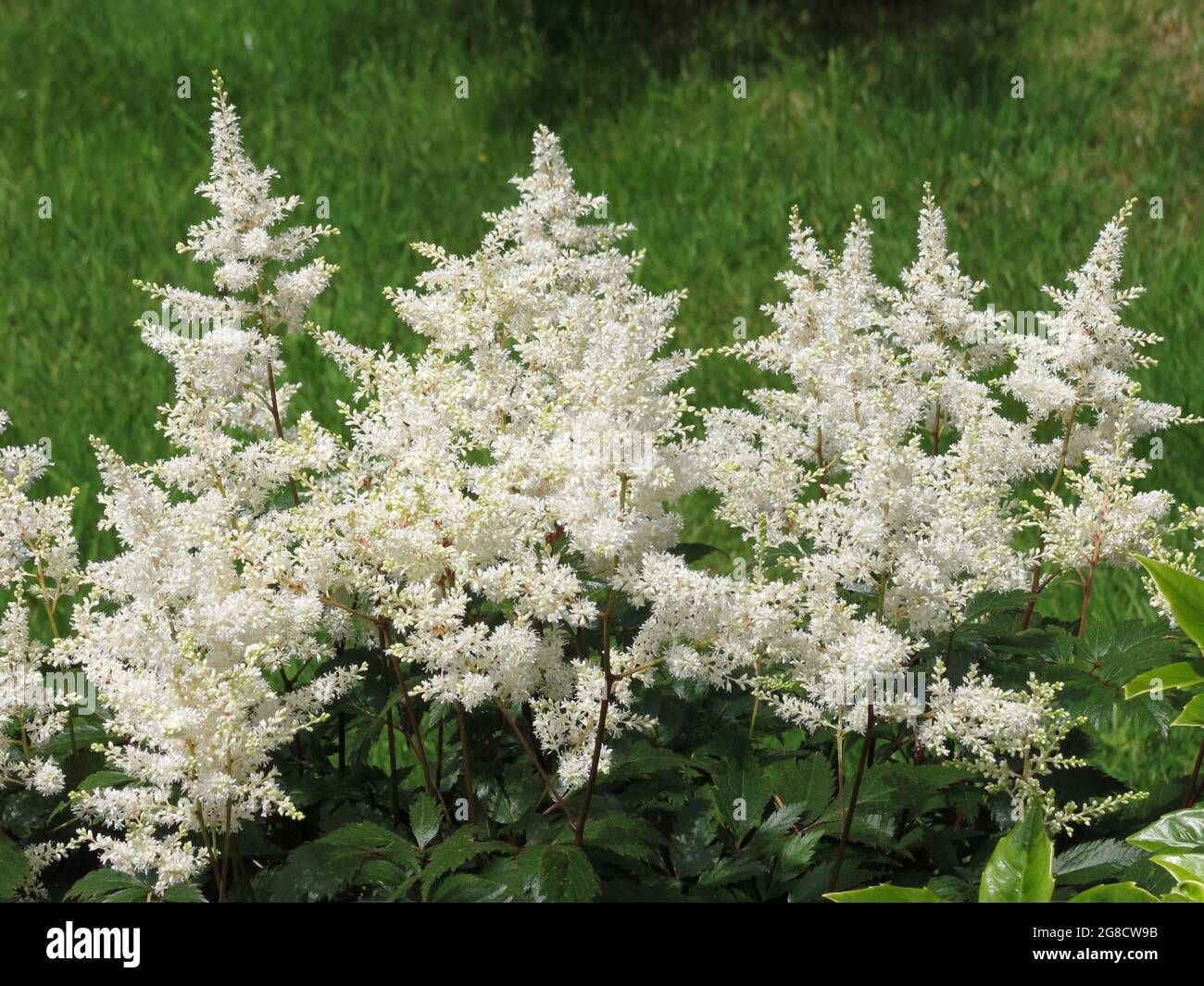 Feathery white spires of astilbe, also known as false goat's beard ...