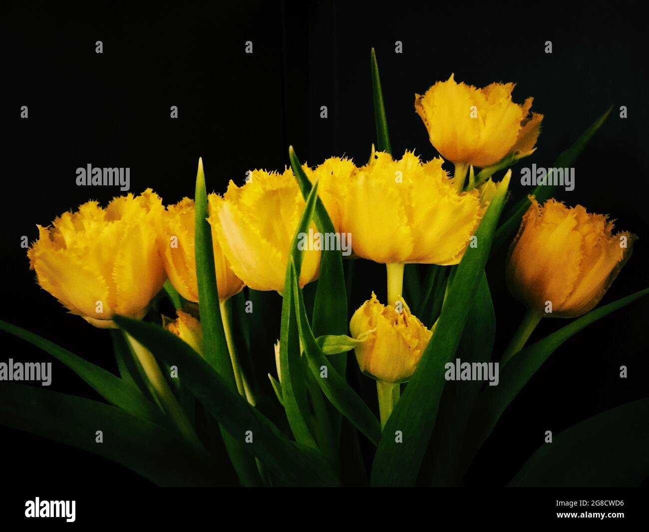 The Best Spring Flowers Stock Photo - Alamy