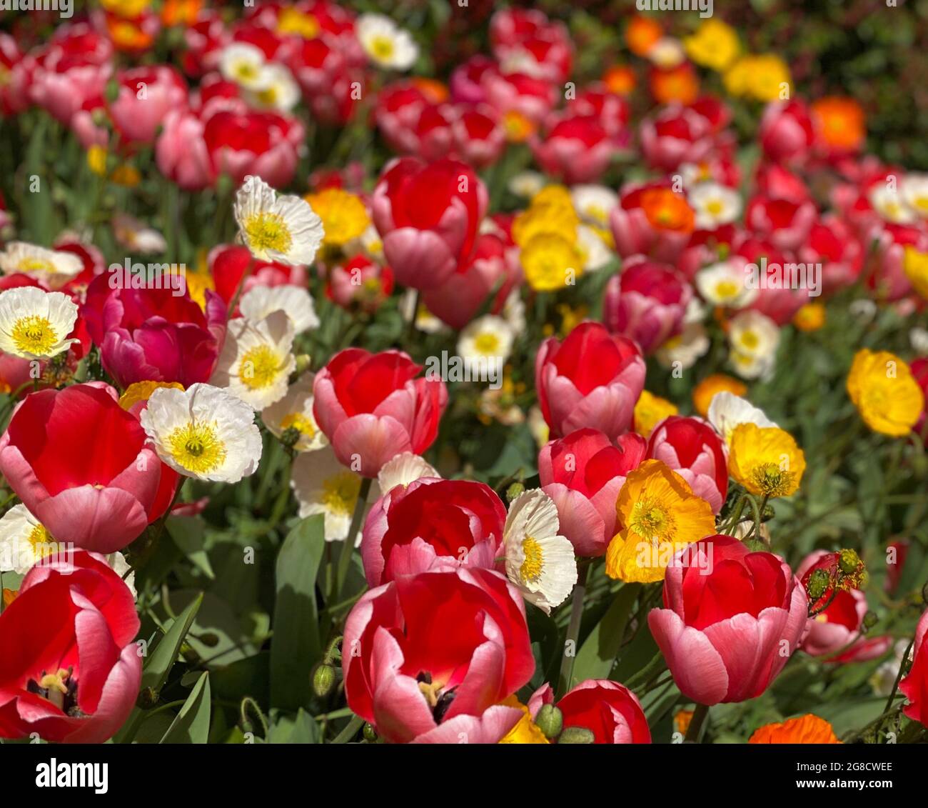 Top Ten Best Spring Flowers at Alannah Bladen blog