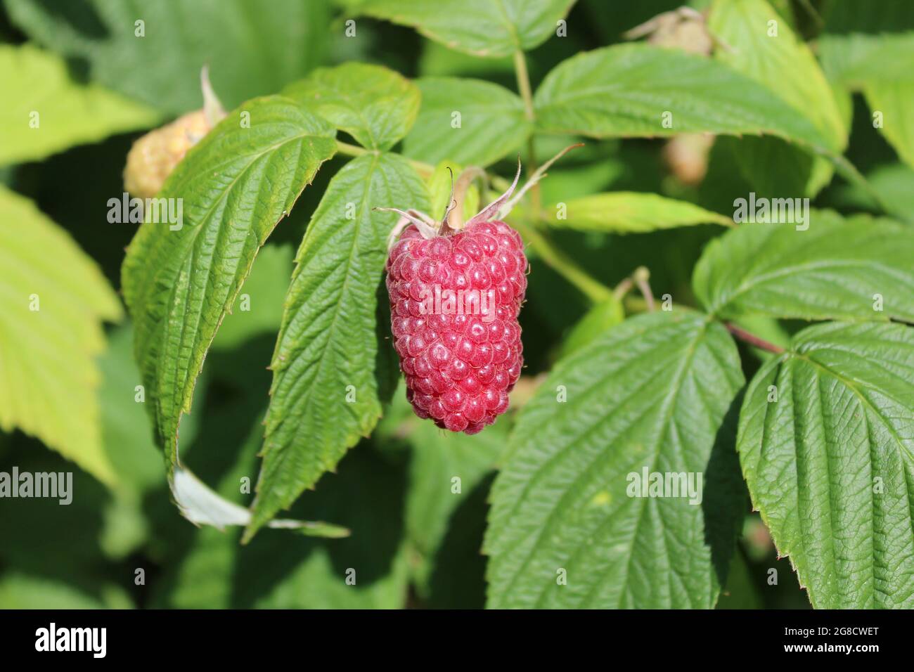 Rasperries hi-res stock photography and images - Alamy