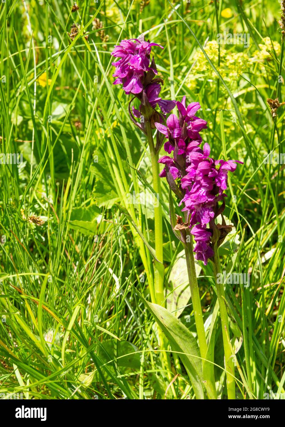 Orchids natural habitat hi-res stock photography and images - Alamy