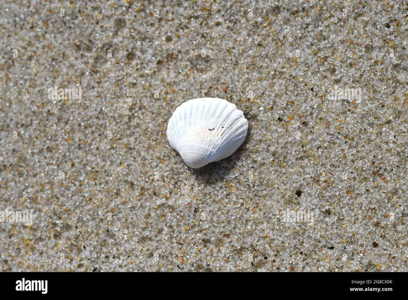 White seashell on sandy hi-res stock photography and images - Alamy