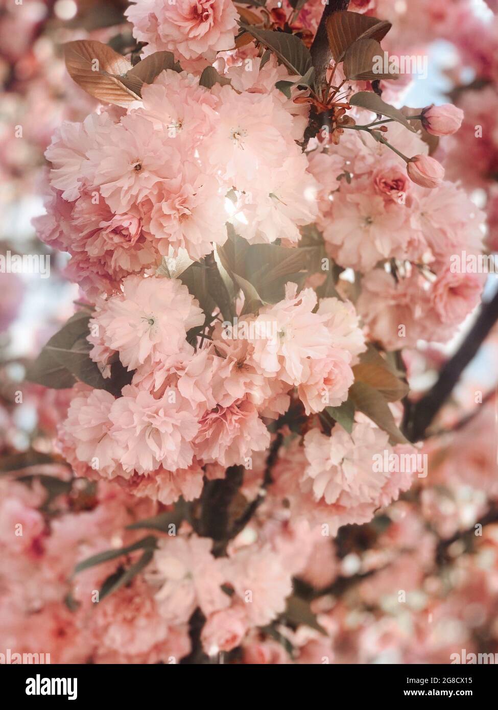 The Best Spring Flowers Stock Photo - Alamy