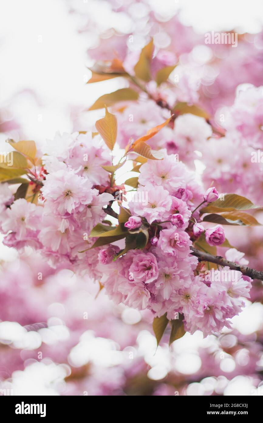 The Best Spring Flowers Stock Photo - Alamy