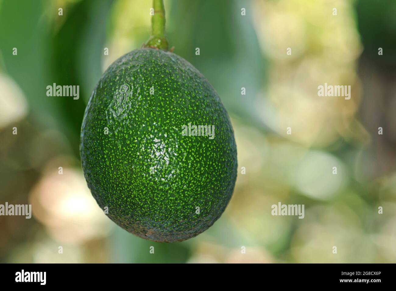 Hass avocado tree hi-res stock photography and images - Alamy