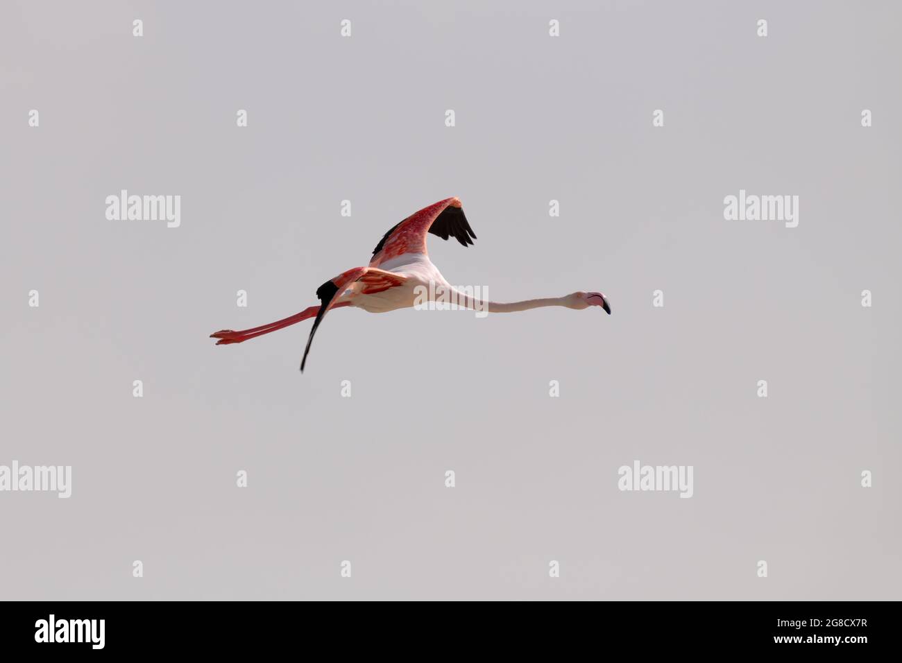 Long neck birds hi-res stock photography and images - Alamy