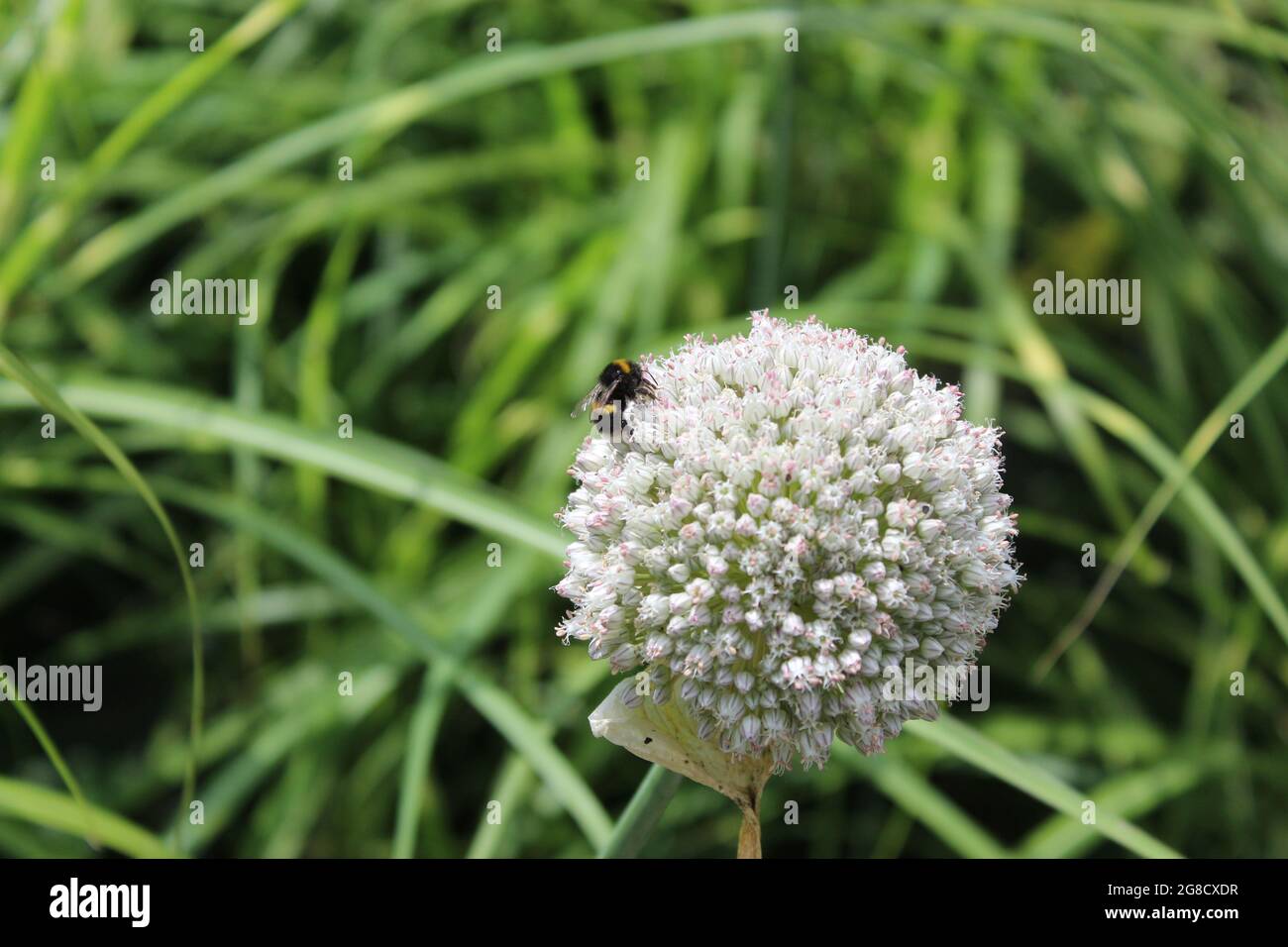 A bee on a white round flower with a grass background Stock Photo - Alamy