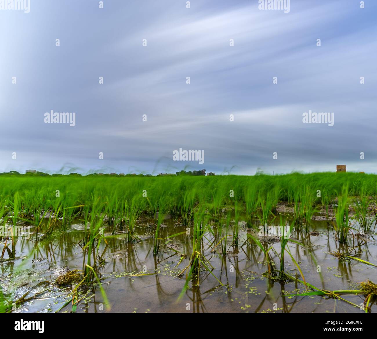 Rice field windy hi-res stock photography and images - Alamy