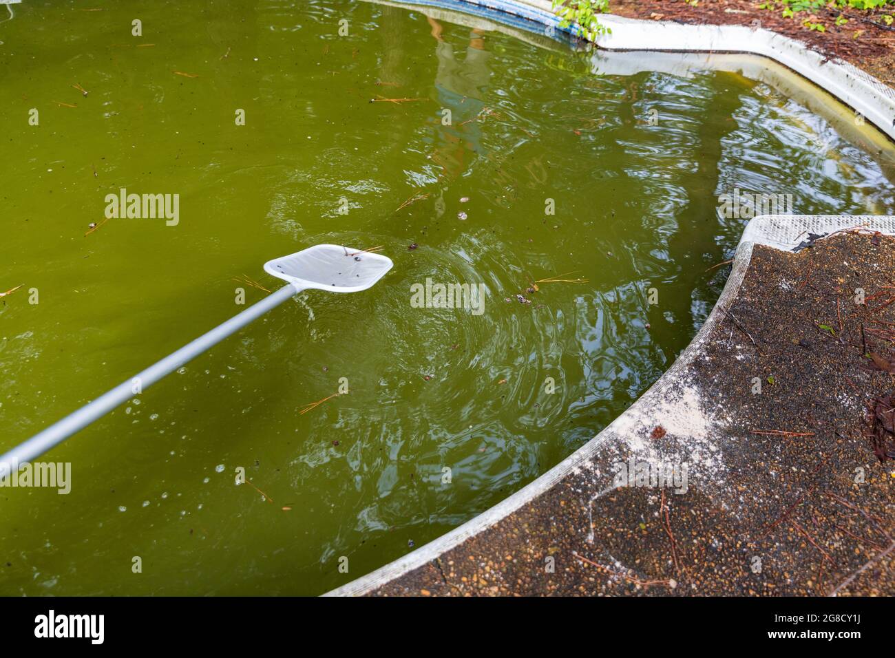 Scooping tadpoles from swimming pool in disrepair Stock Photo - Alamy