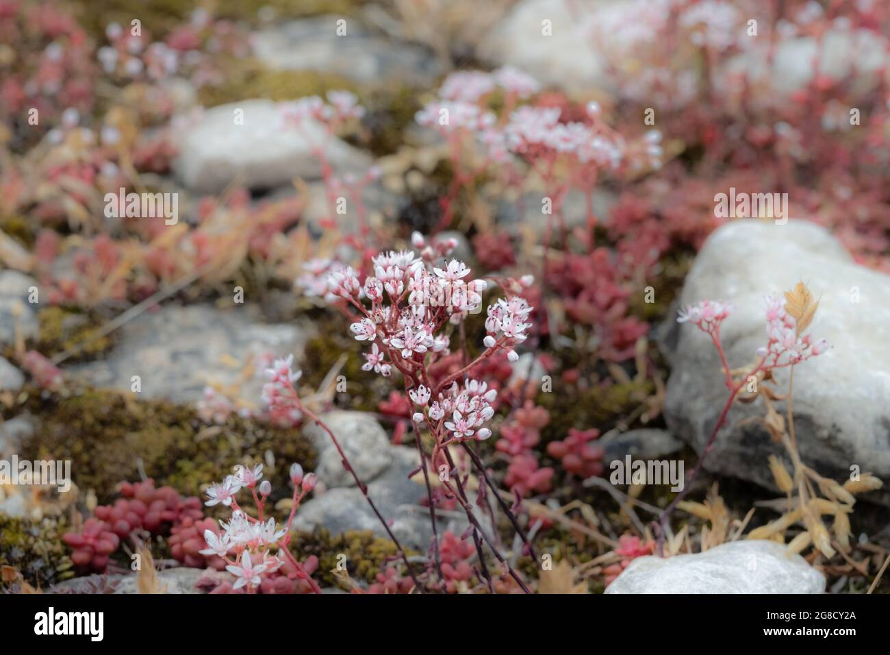 A close-up picture of red and pink flowers at a moor. Picture from a ...