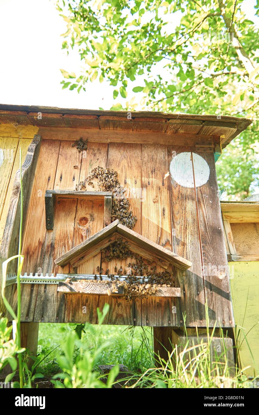 Beehives in an apiary outdoors Stock Photo - Alamy