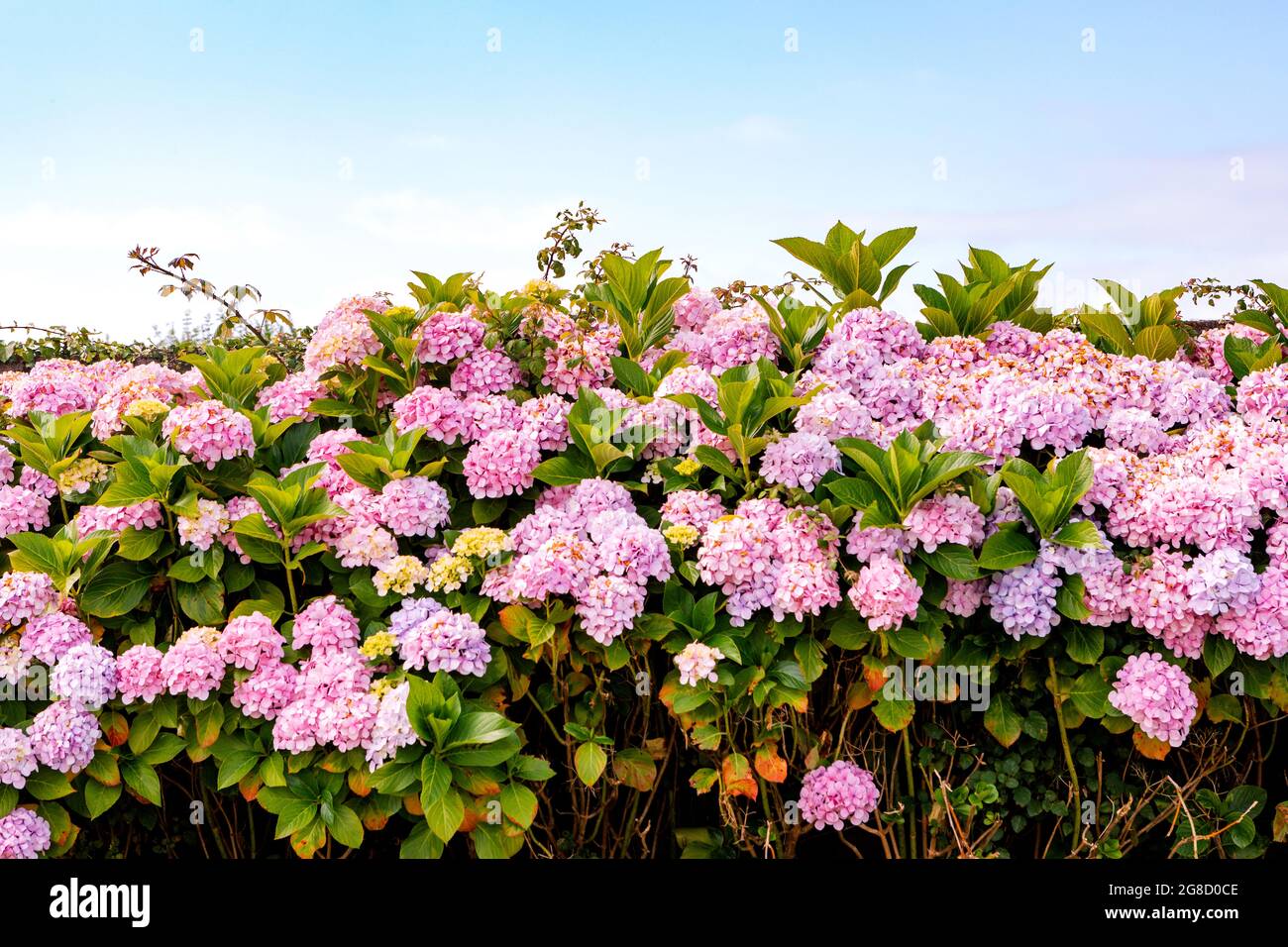 Flowers growing in garden, closeup. Beautiful natural Wallpaper of ...