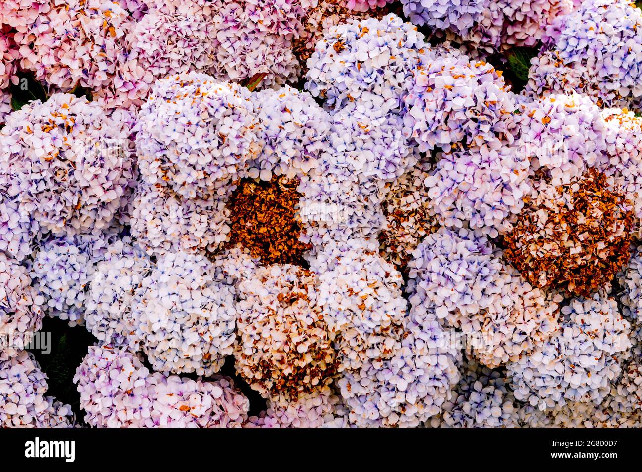 Flowers growing in garden, closeup. Beautiful natural Wallpaper of ...