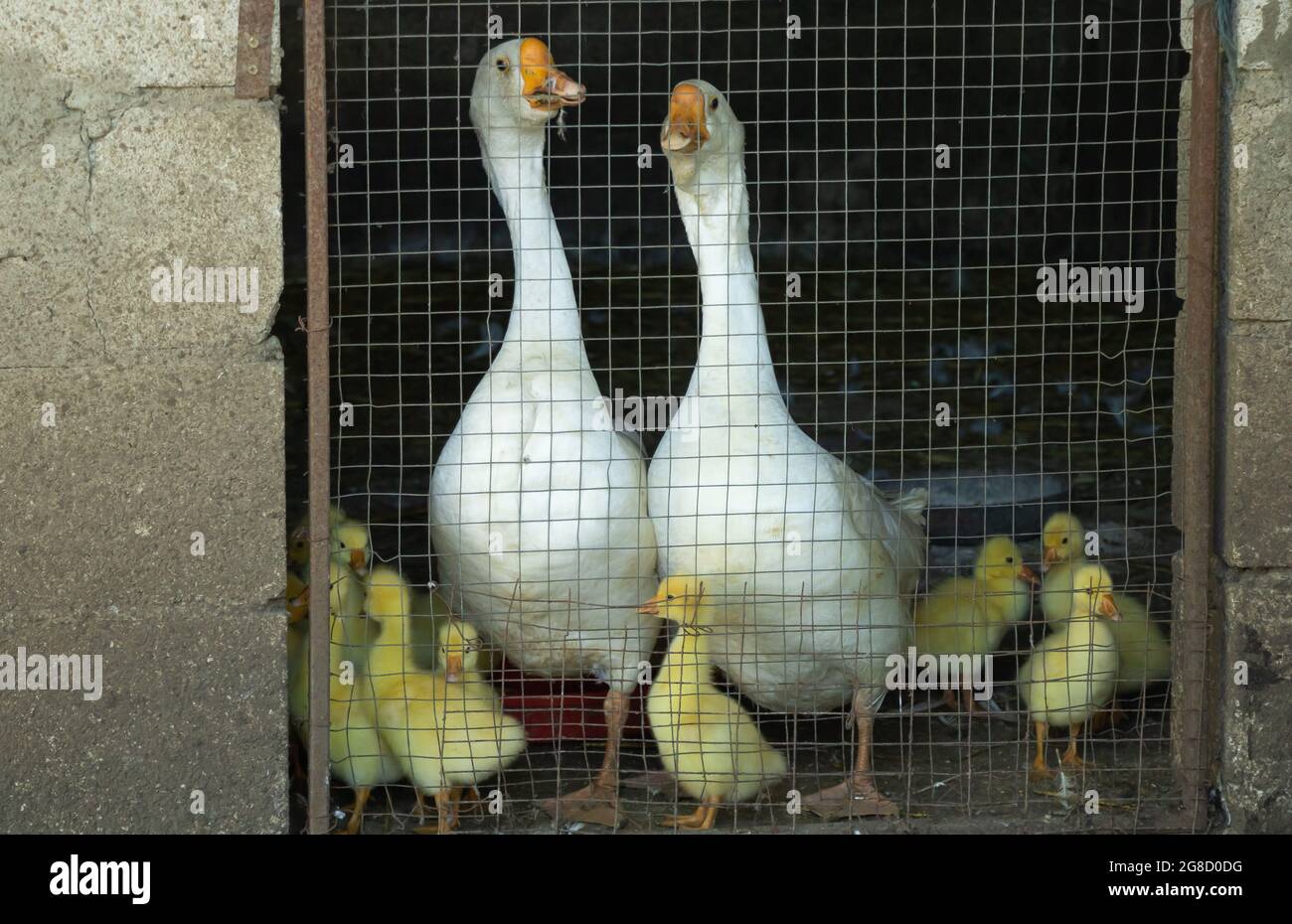 Closeup shot of two white geese with little ducklings in the cage Stock ...
