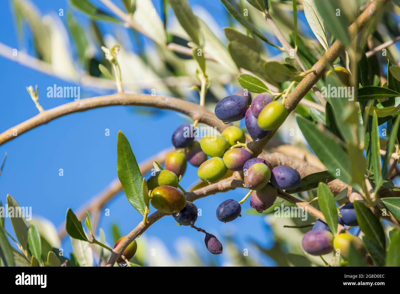 Tuscan olive tree, olives in various stages of ripening, soft focus ...