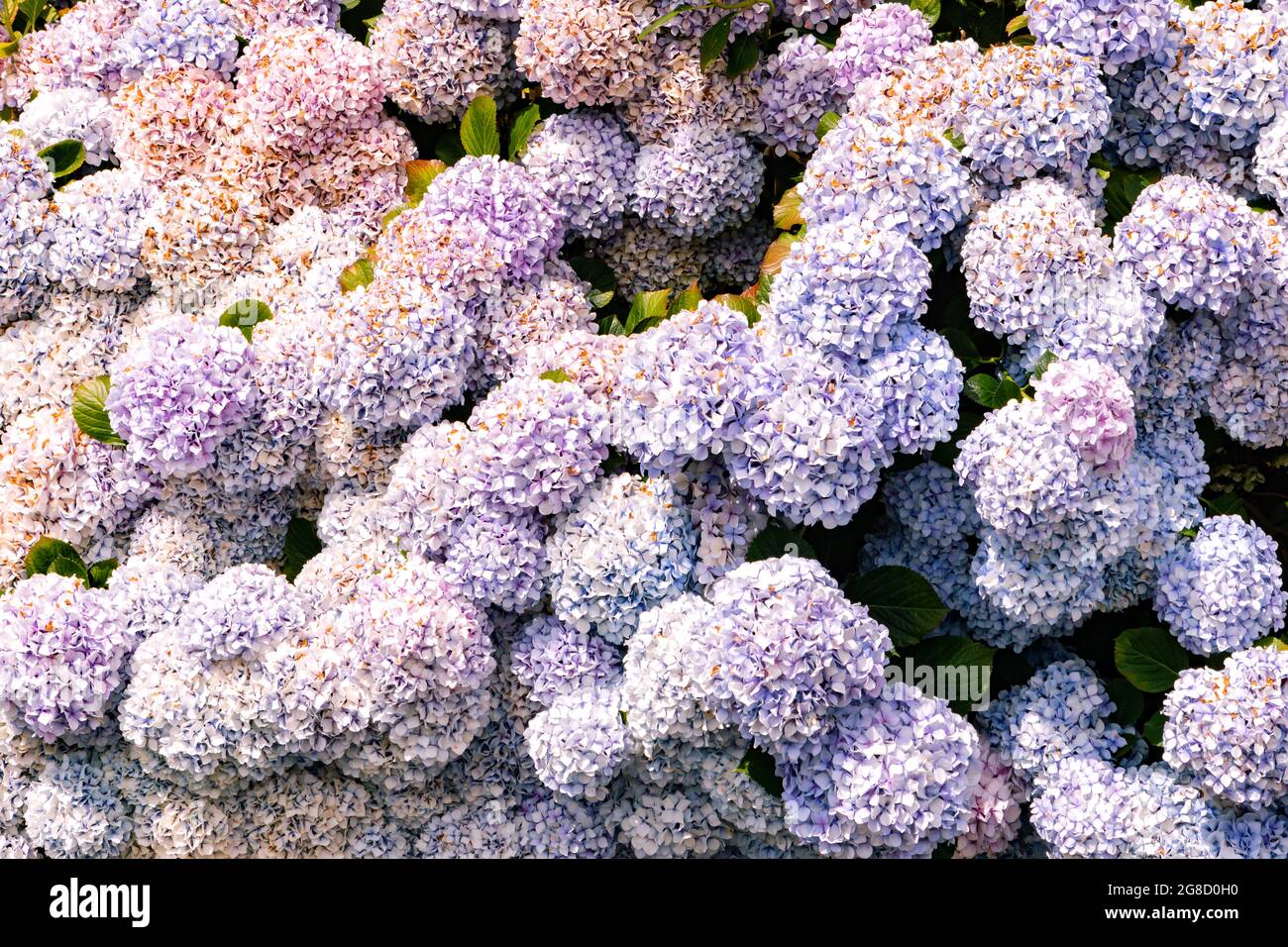 Flowers growing in garden, closeup. Beautiful natural Wallpaper of ...