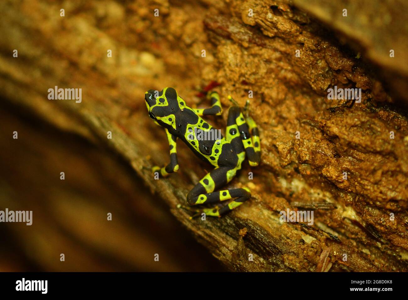 Colombian frogs hi-res stock photography and images - Alamy