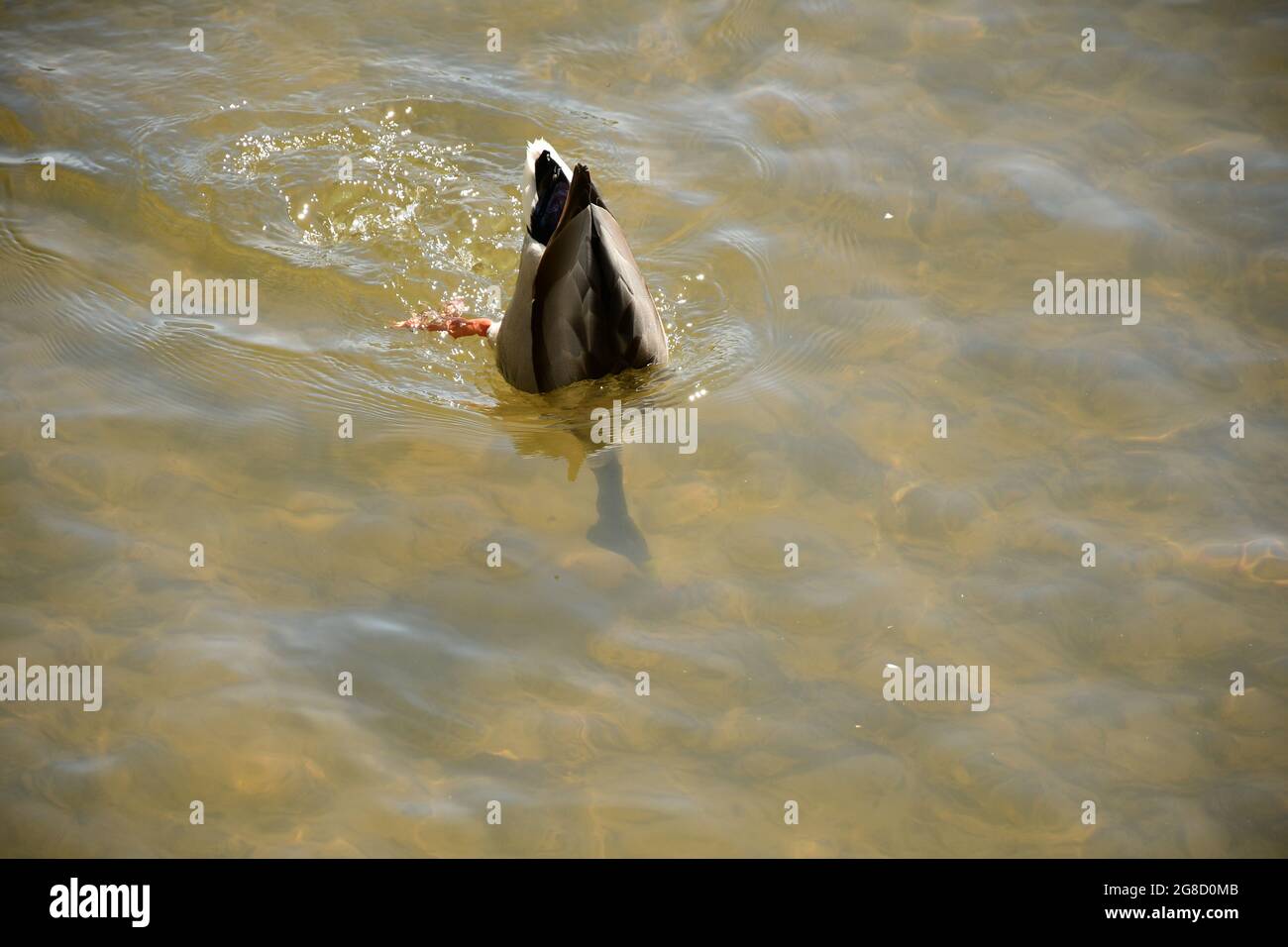 Duck with head submerged in the river to fish Stock Photo - Alamy