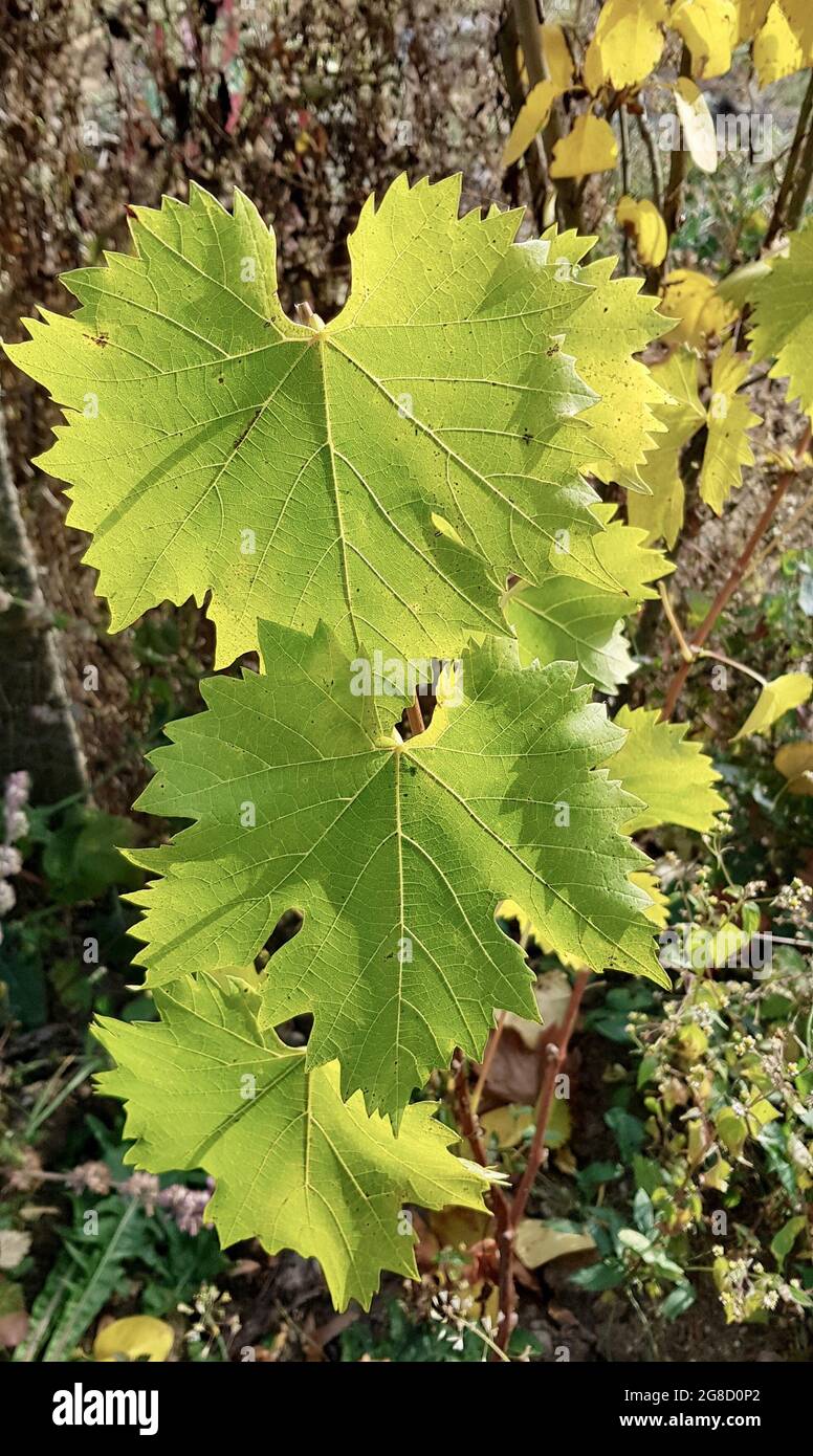 Three vine leaves on a stalk Stock Photo - Alamy