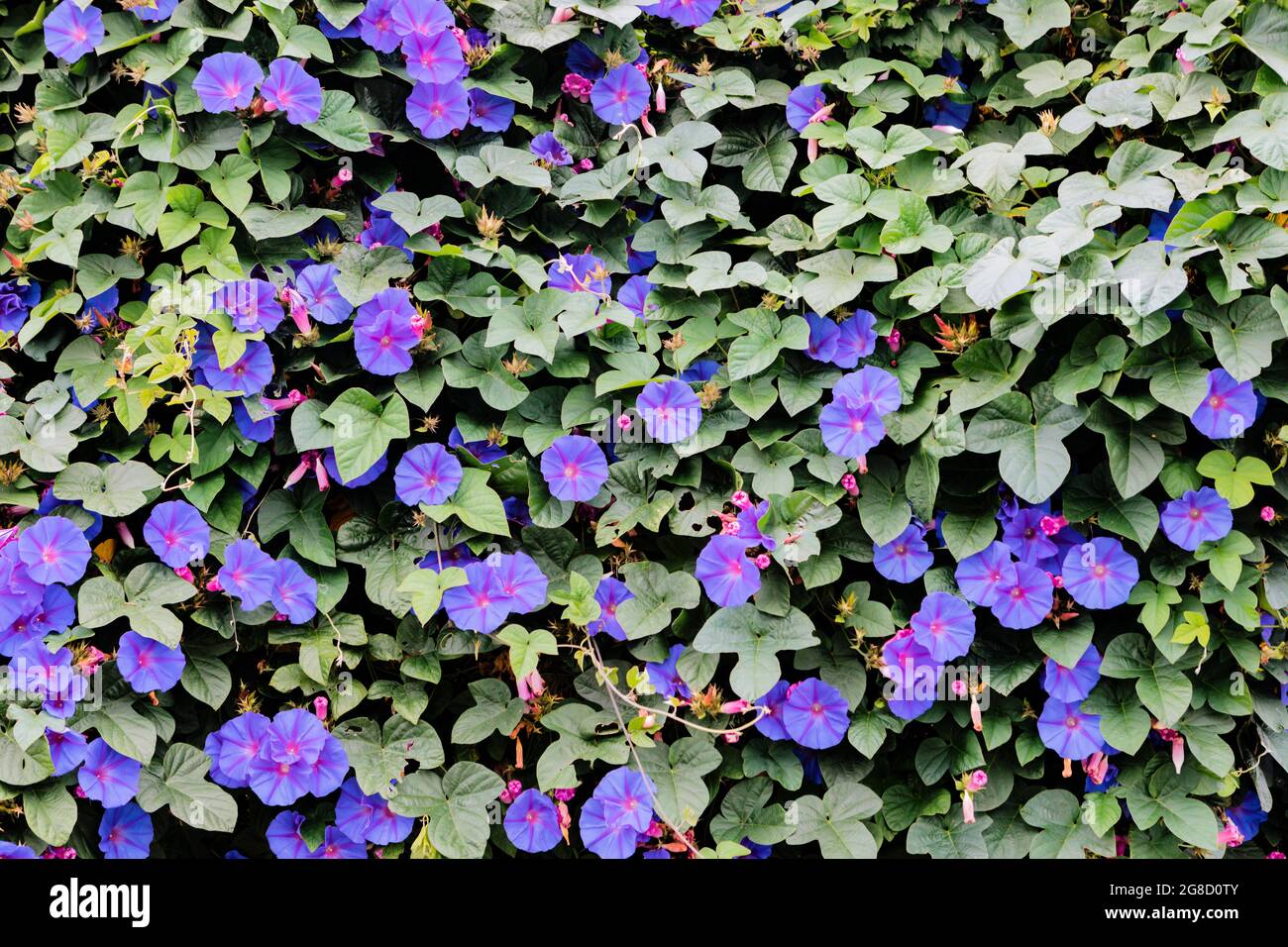 Flowers growing in garden, closeup. Beautiful natural Wallpaper of ...