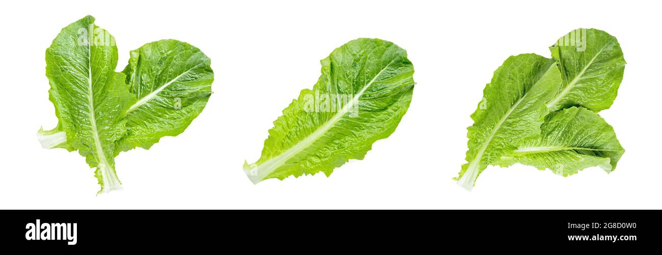 Top view of fresh raw green romaine lettuce leaves for salad set isolated on white background ...