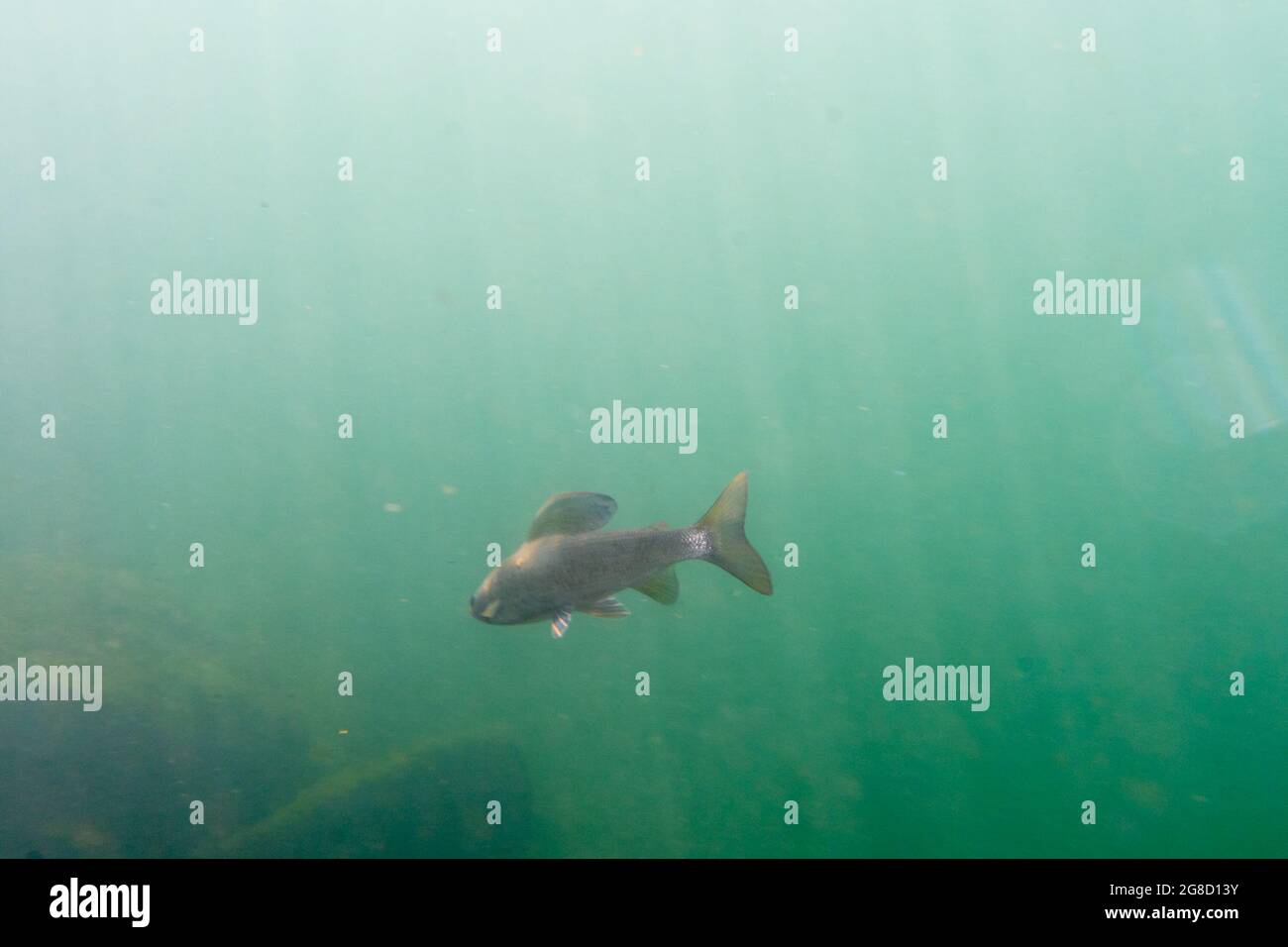 Arctic Grayling with its large dorsal fin Stock Photo - Alamy