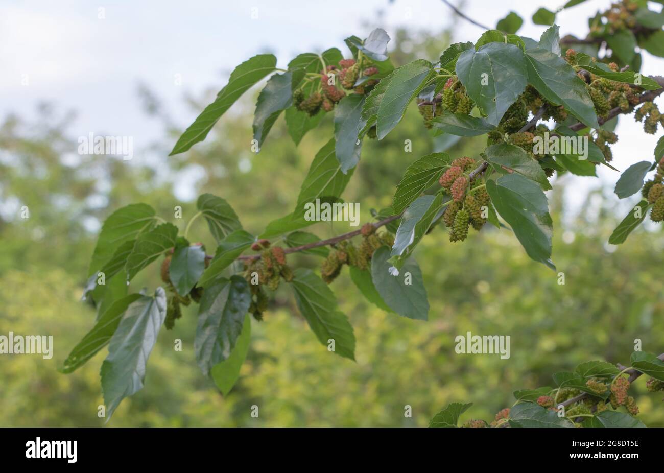 Closeup shot of a branch of Morus alba tree with fruits Stock Photo - Alamy