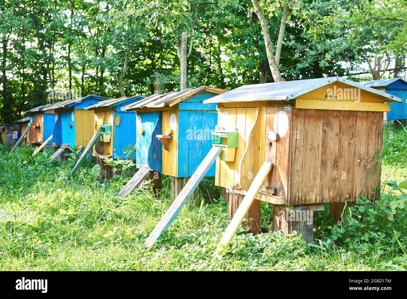 Beehives in an apiary outdoors Stock Photo - Alamy