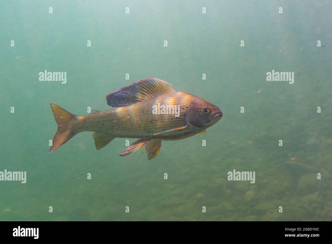 Grayling fish hi-res stock photography and images - Alamy