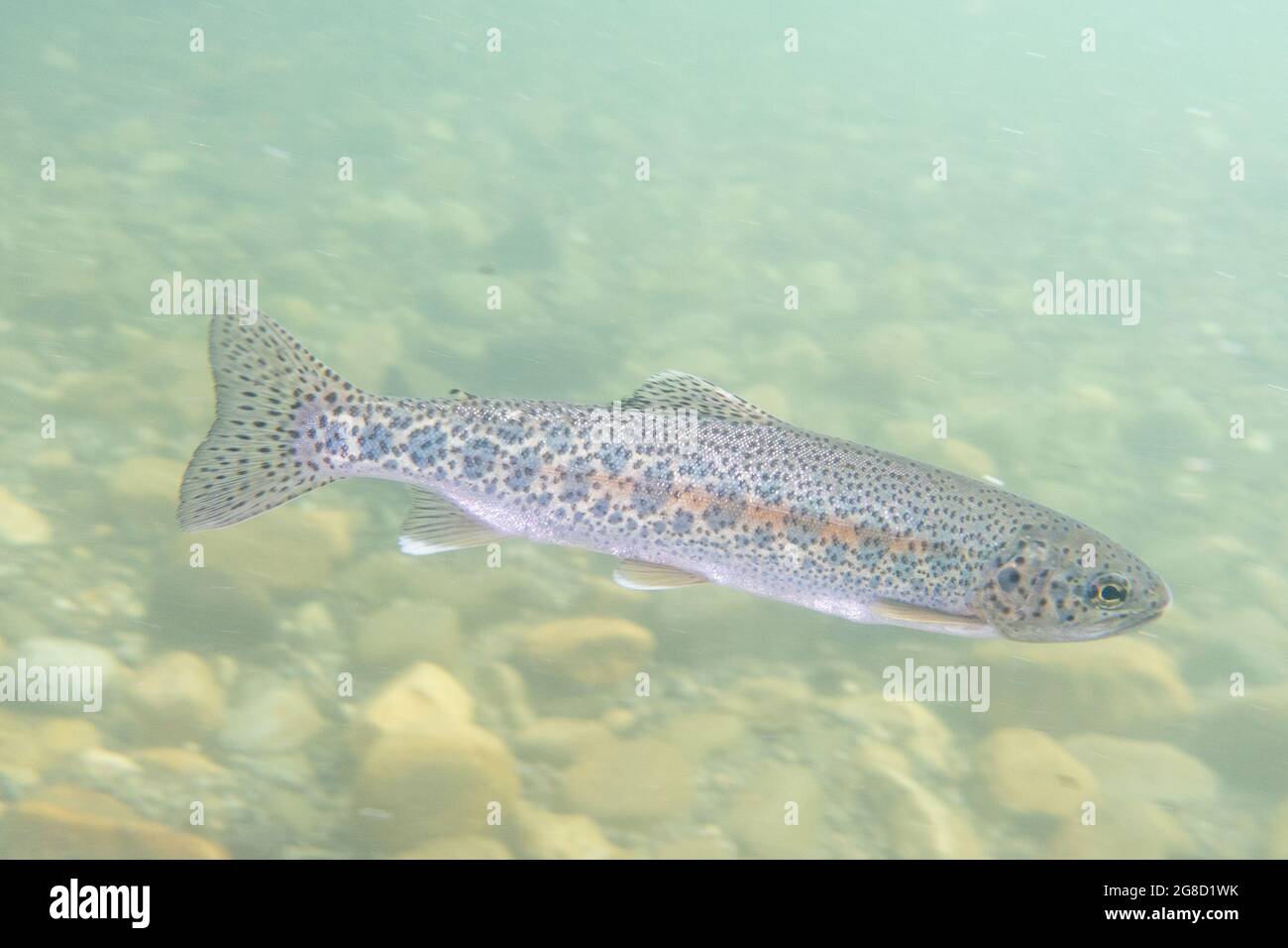 Wild Rainbow Trout Stock Photo - Alamy