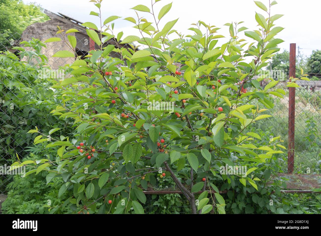 Sour cherry red dwarf hi-res stock photography and images - Alamy
