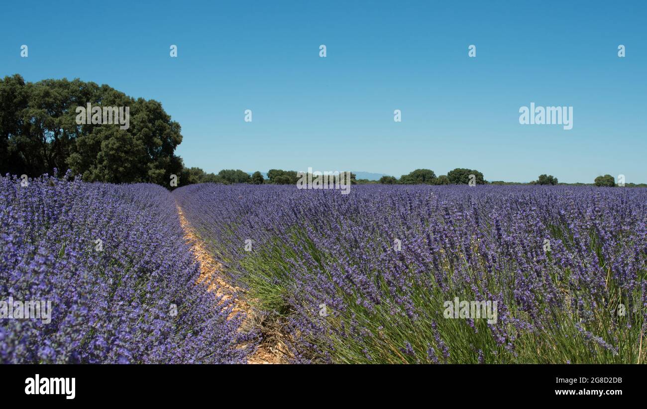 Beautiful lavender fields during blooming at Brihuega. Guadalajara ...