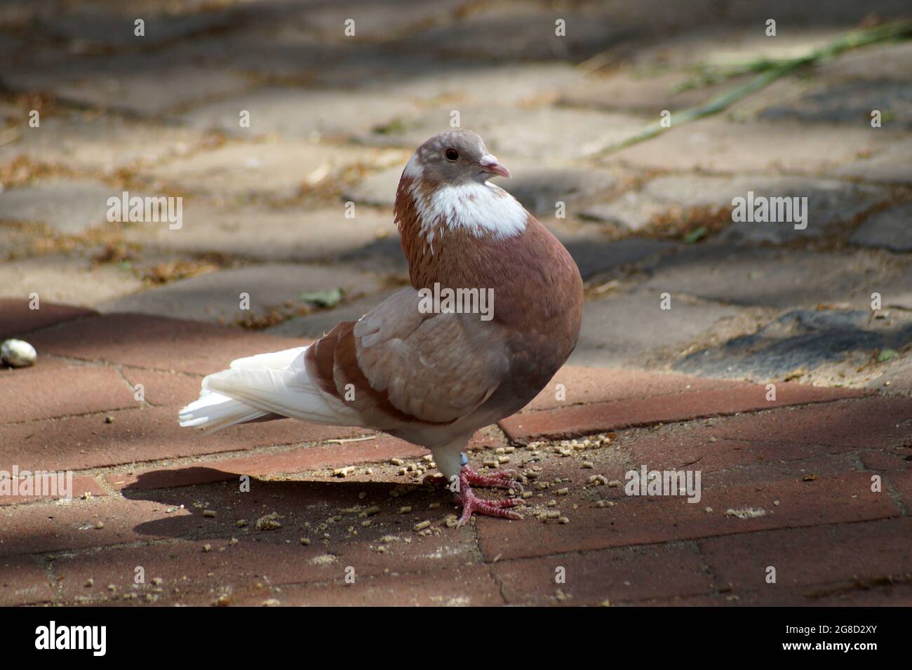 White brown pigeon hi-res stock photography and images - Alamy