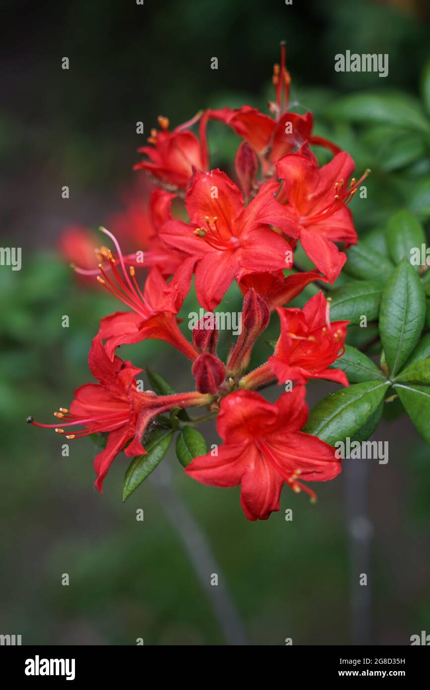 Red azalea flower hi-res stock photography and images - Alamy