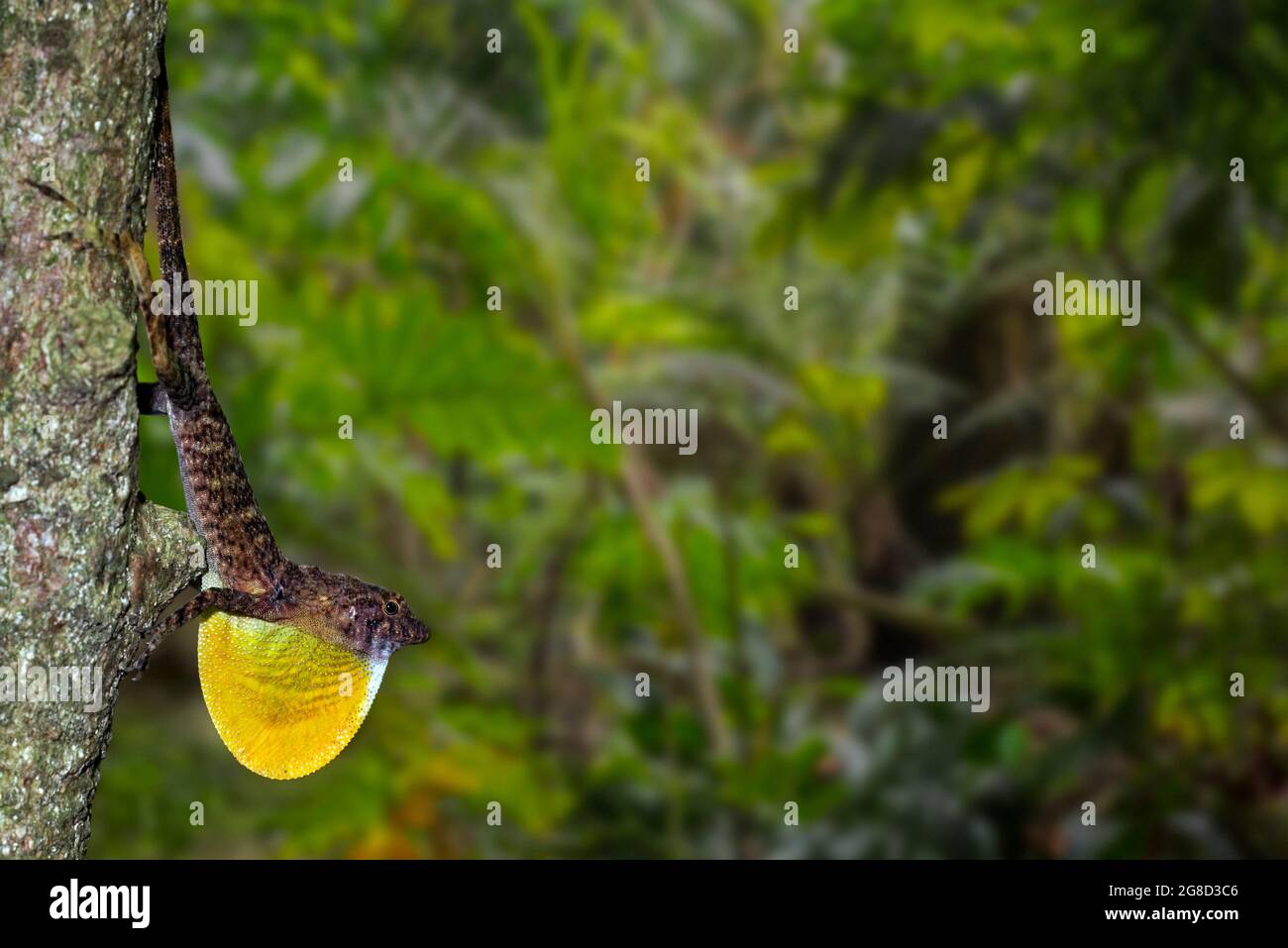 Many-scaled anole / Golfo-Dulce anole / brown Anole (Anolis polylepis ...