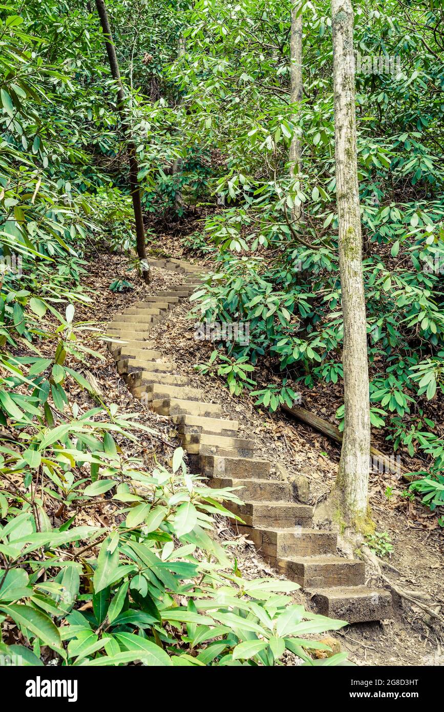 Wooden steps leading up on a hiking trail in Red River Gorge Geological ...